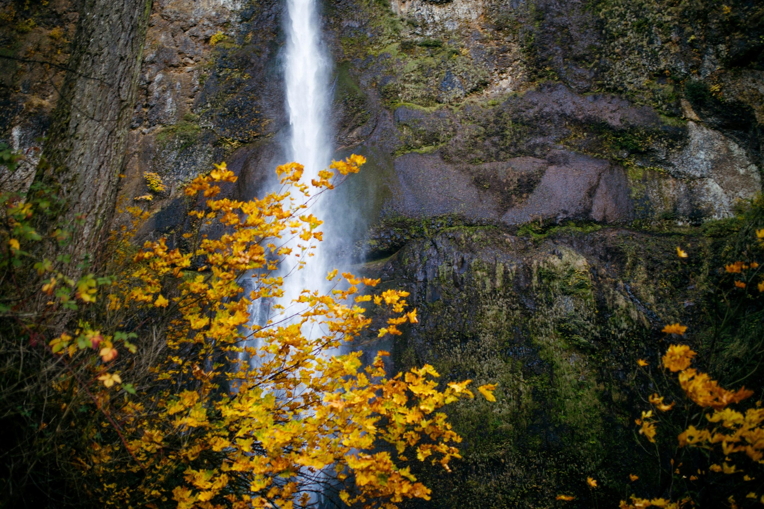 North American Ohara Teachers Assoc